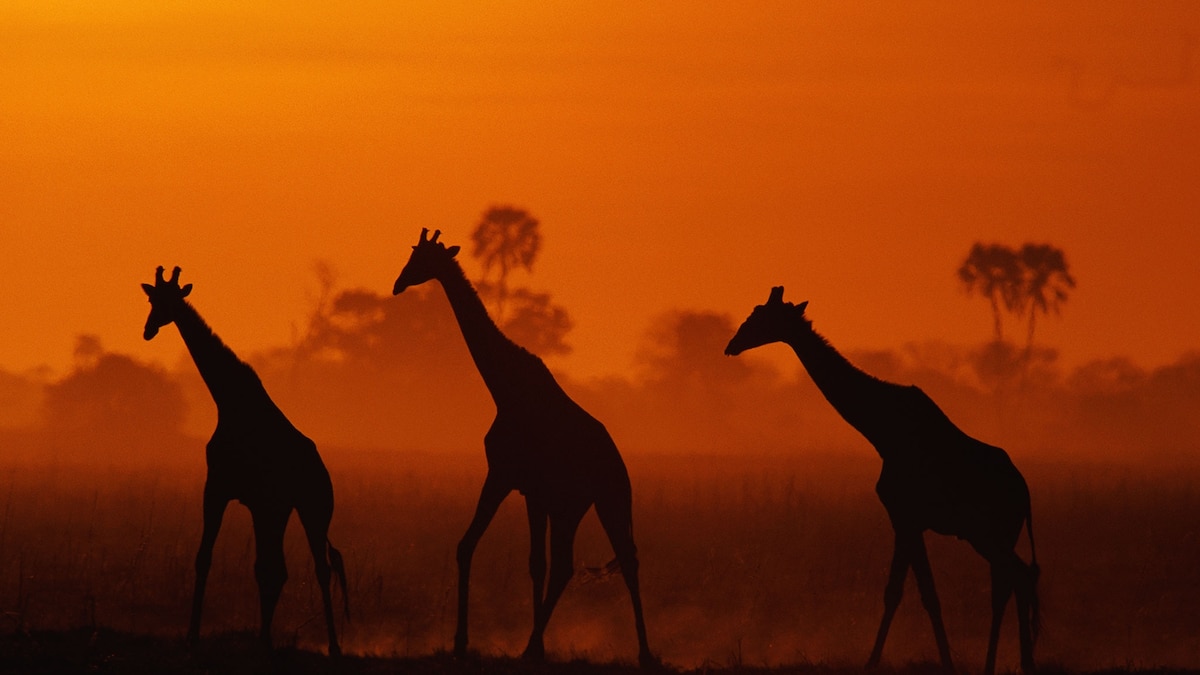 Inside the Fight to Stop Giraffes’ ‘Silent Extinction’ | National ...