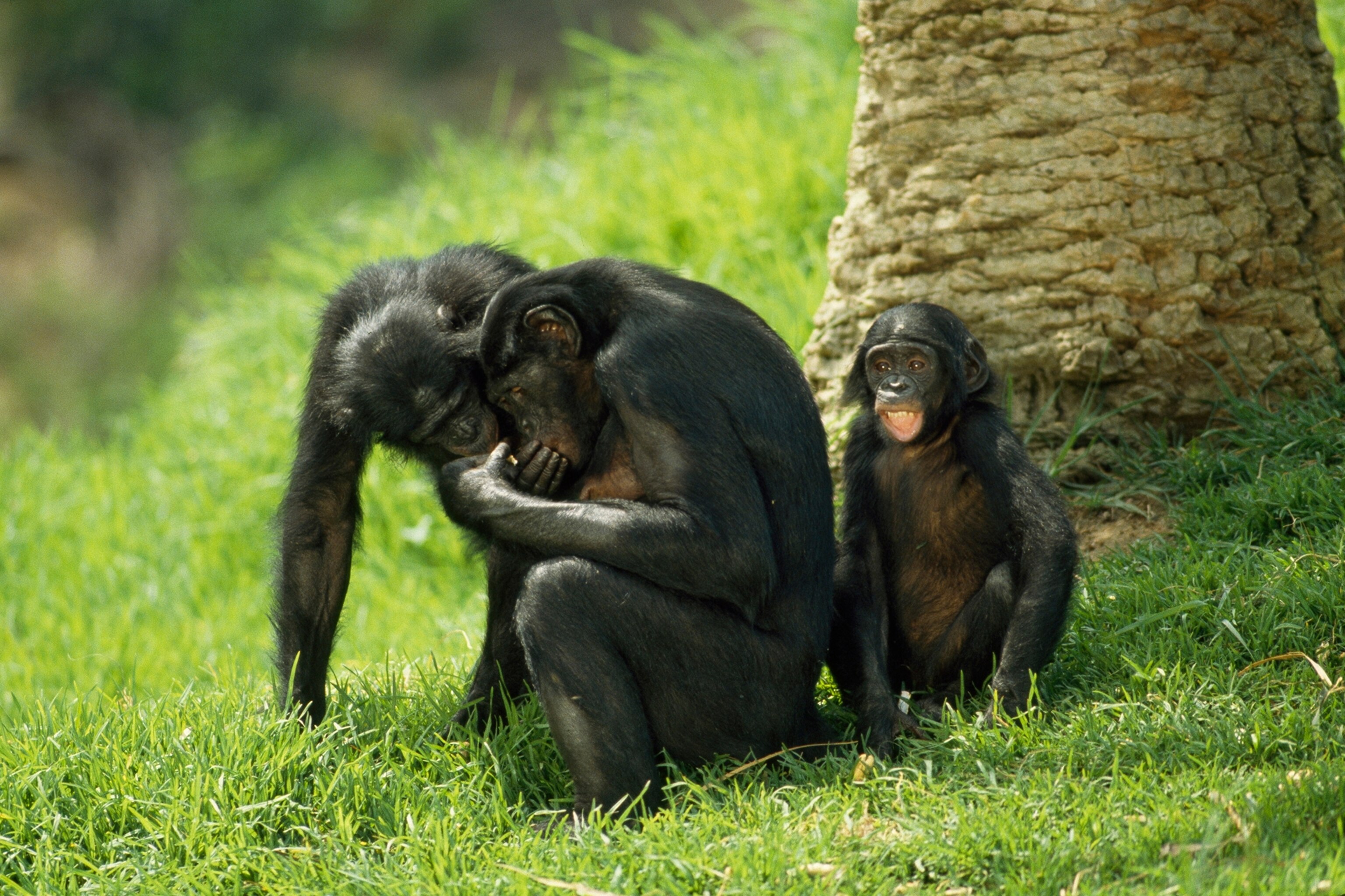Bonobo "Baby Talk" Reveals Roots of Human Language