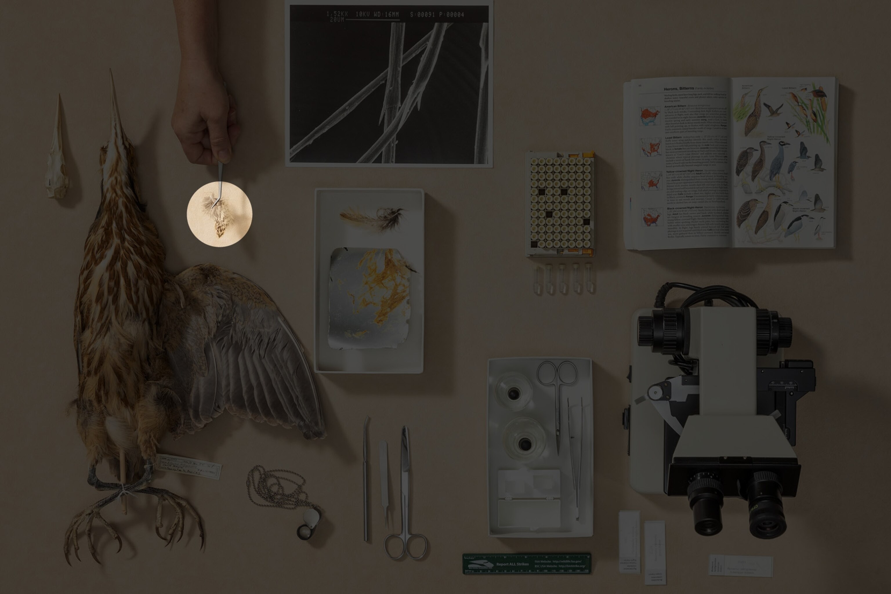 These 12 tools help solve avian mysteries