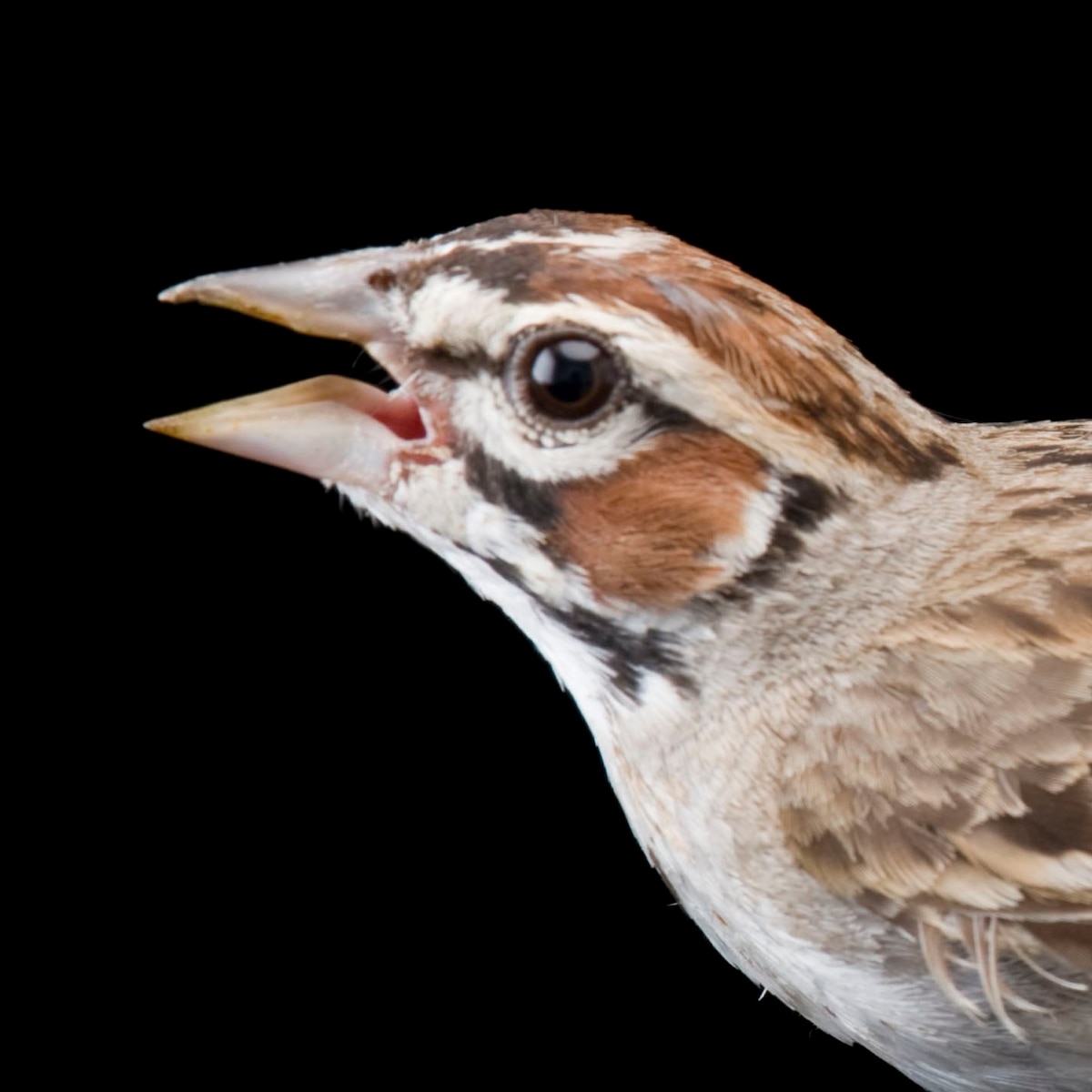 Lark Sparrow | National Geographic