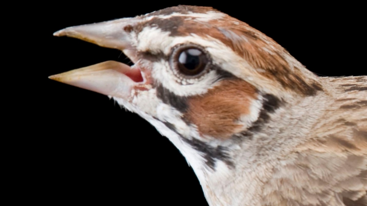 Lark Sparrow | National Geographic | National Geographic