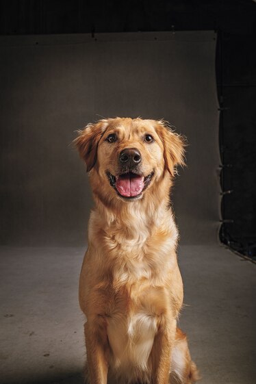 What’s the real difference between a mutt and a designer dog?