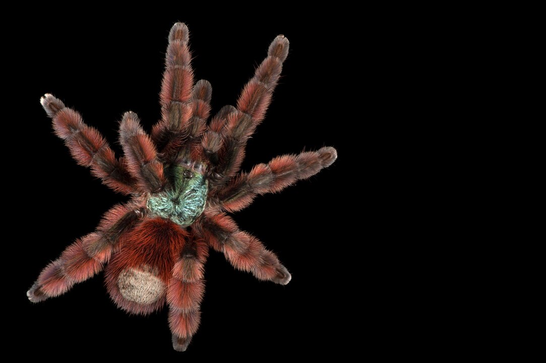 Goliath Birdeater Facts Identification Pictures Birdeating Spider