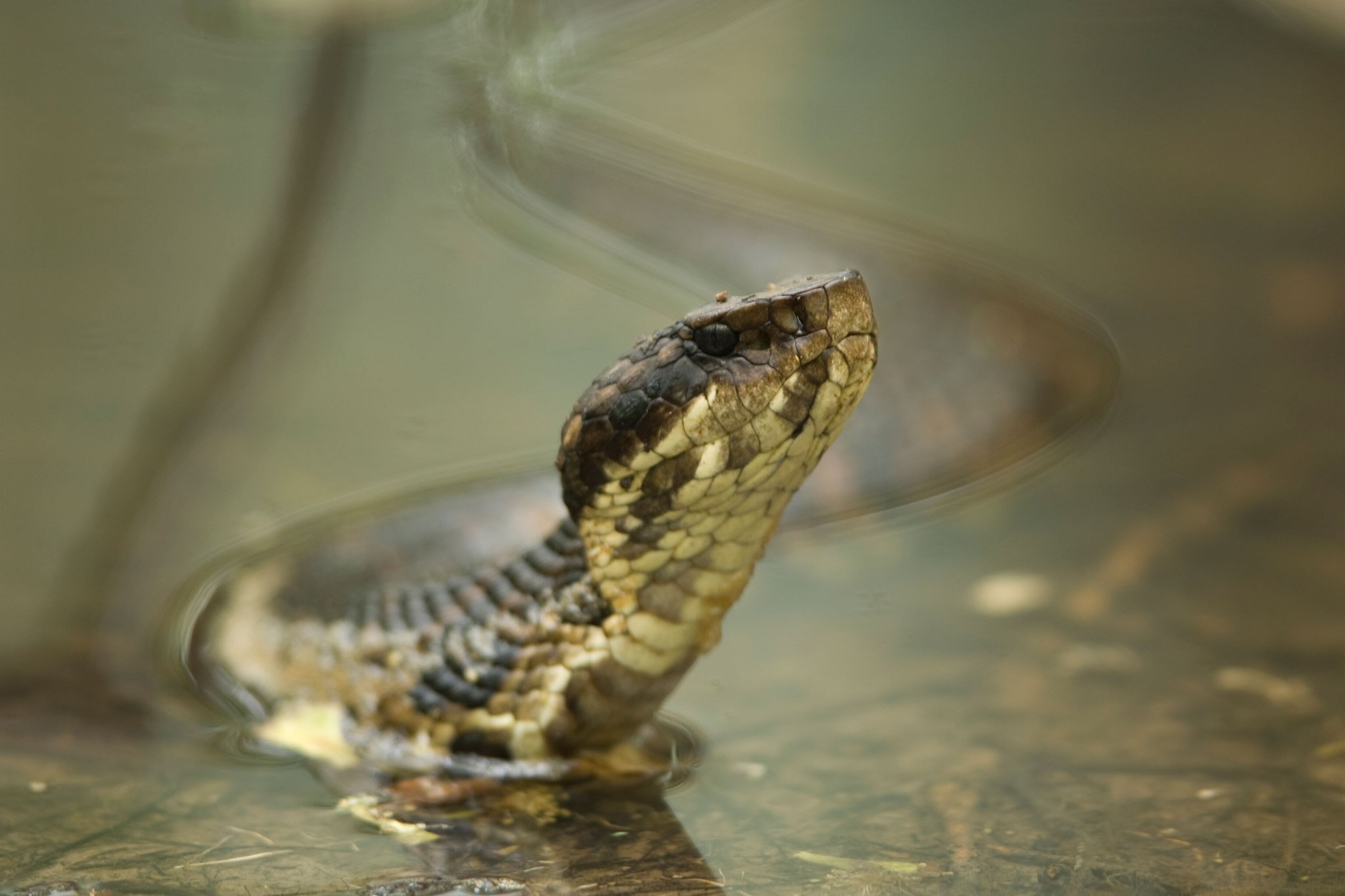 Scary, surprising ways that animals stalk their prey