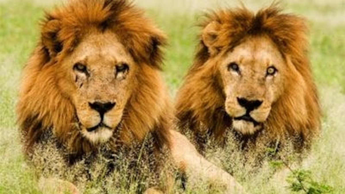 Saving Africa’s Lions | National Geographic