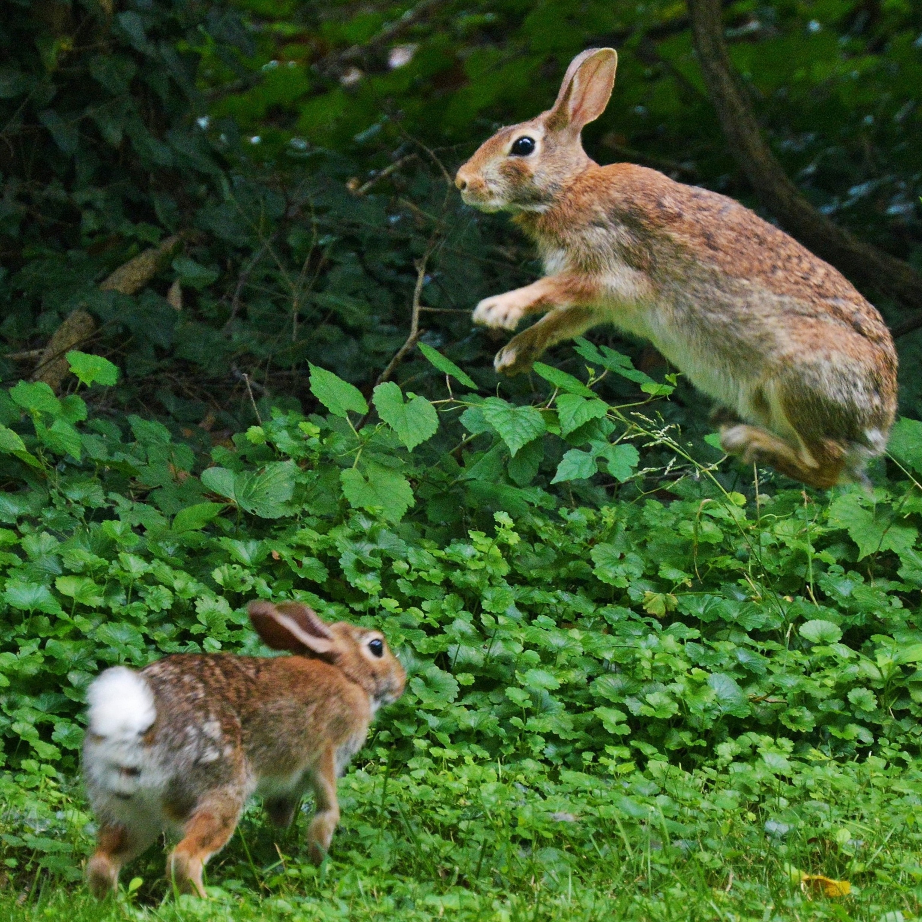 Take a Look at These Amazing Airborne Animals