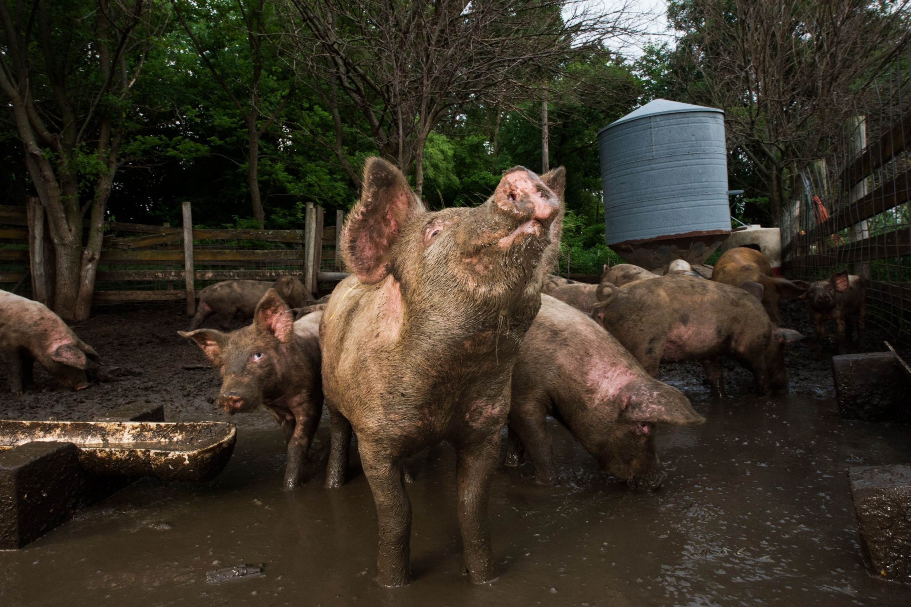 Harnessing the Power of Poo: Pig Waste Becomes Electricity