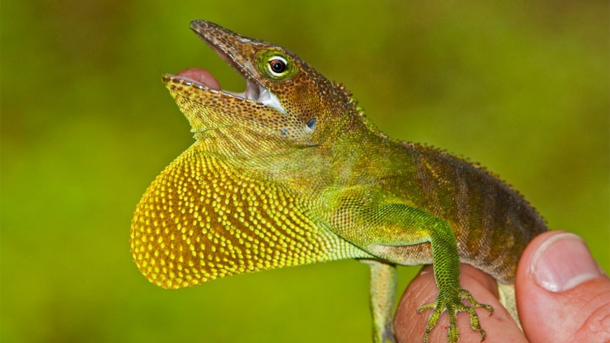 Lookalike Lizards and the Predictability of Evolution | National Geographic
