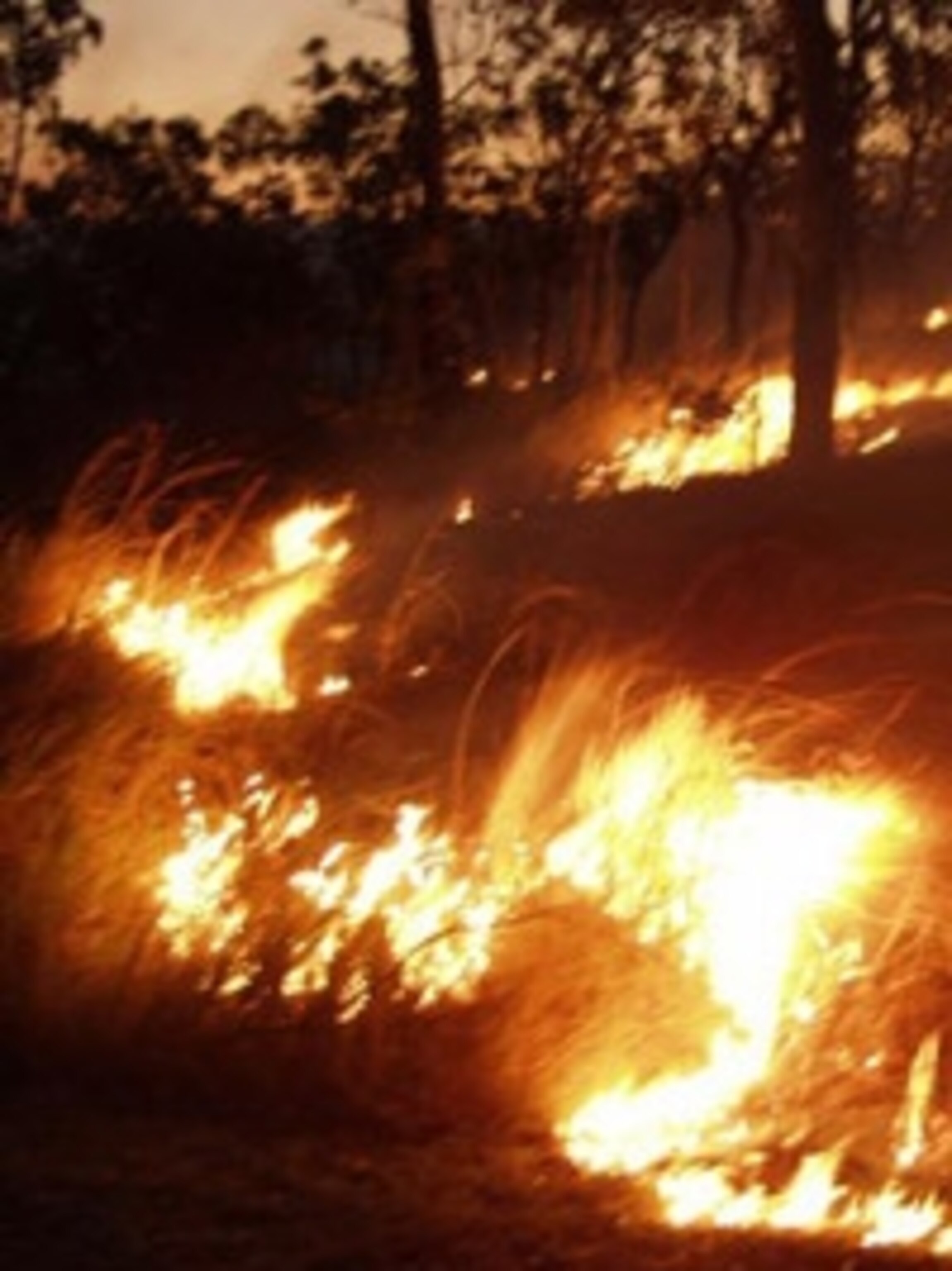 Aborigines improve biodiversity by starting fires