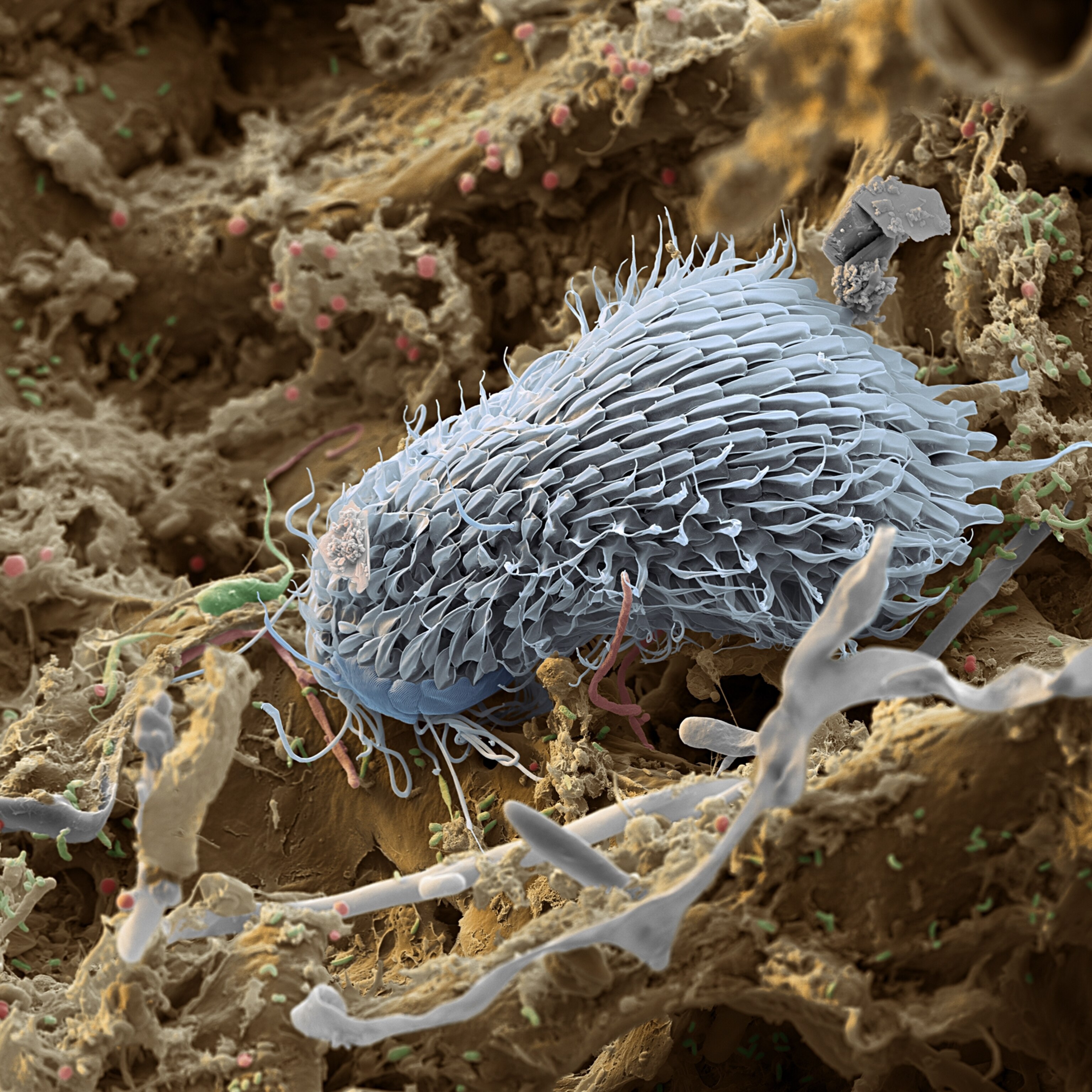 Meet the marvelous creatures that bring soil to life