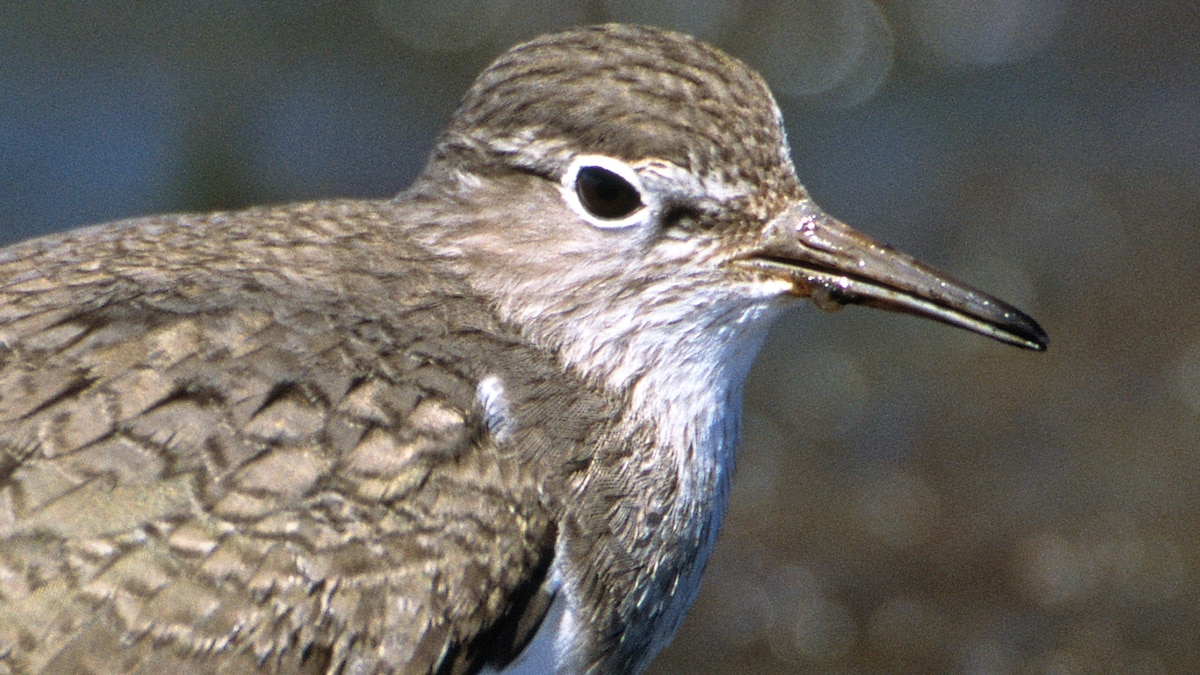 Common Sandpiper | National Geographic | National Geographic