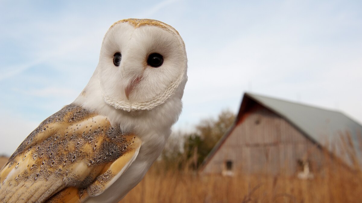 New Family Tree Illuminates 'Big Bang' in Bird Evolution After Dinosaur ...