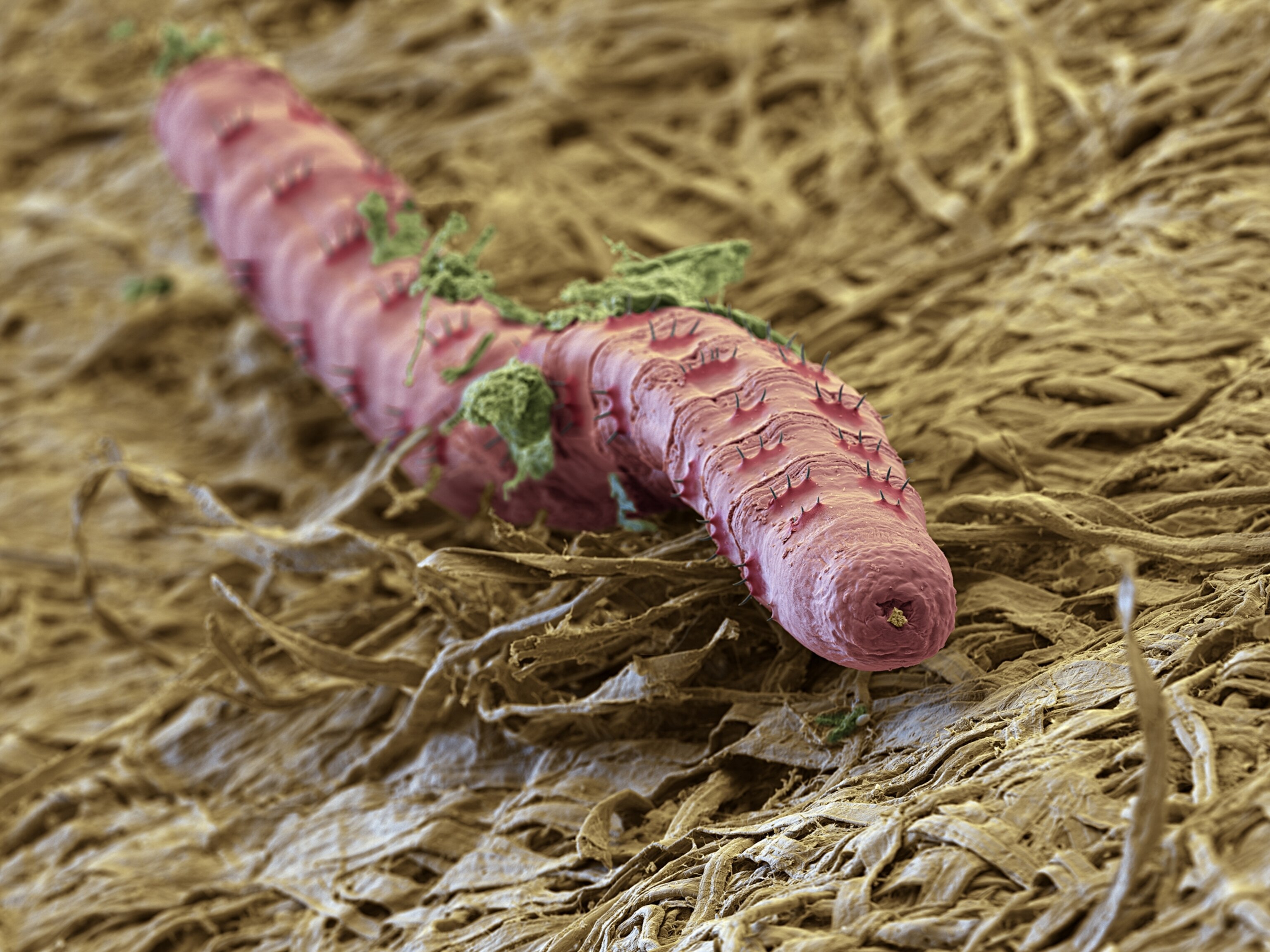 Meet the marvelous creatures that bring soil to life