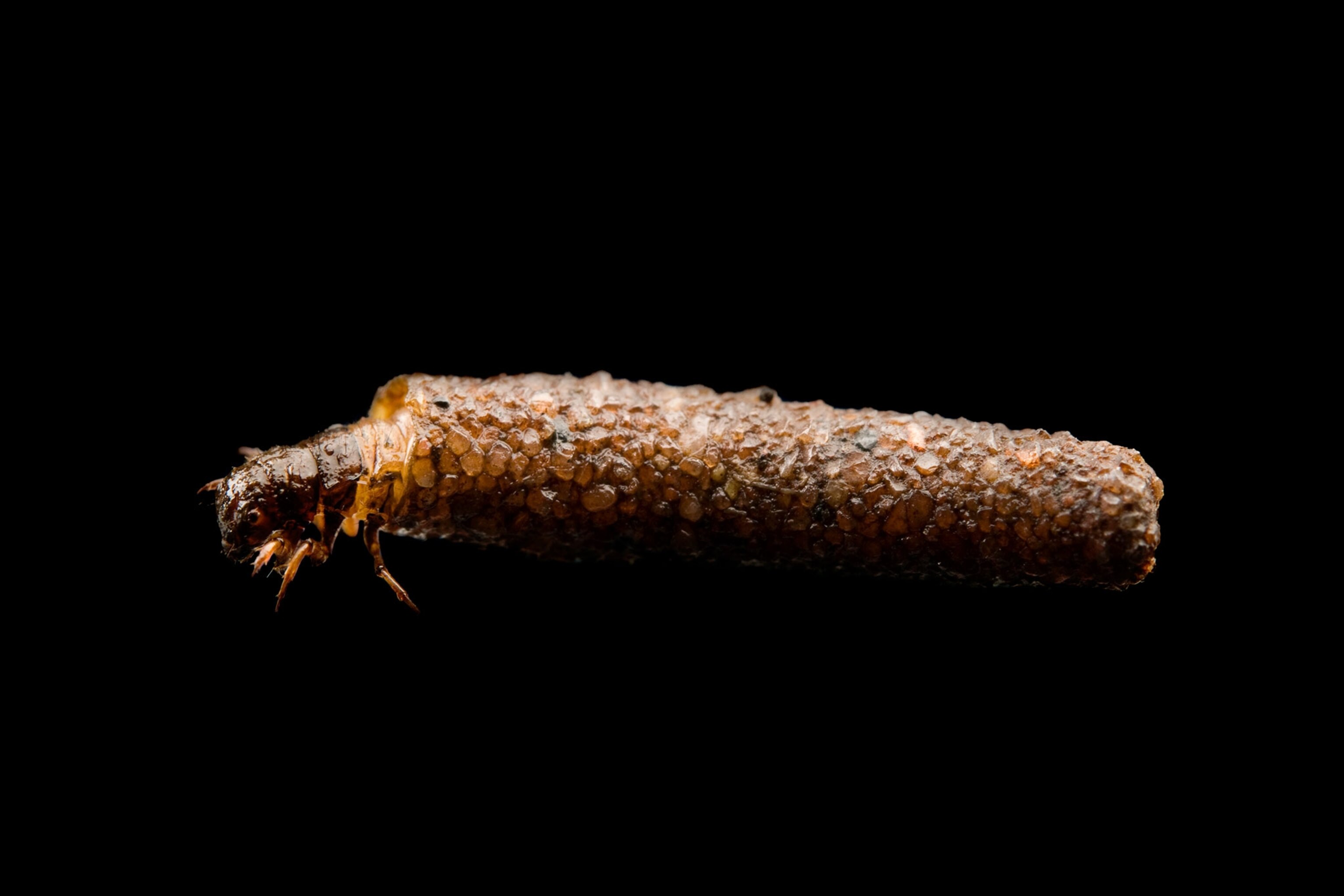 Meet the Bug That Armors Itself With Shells