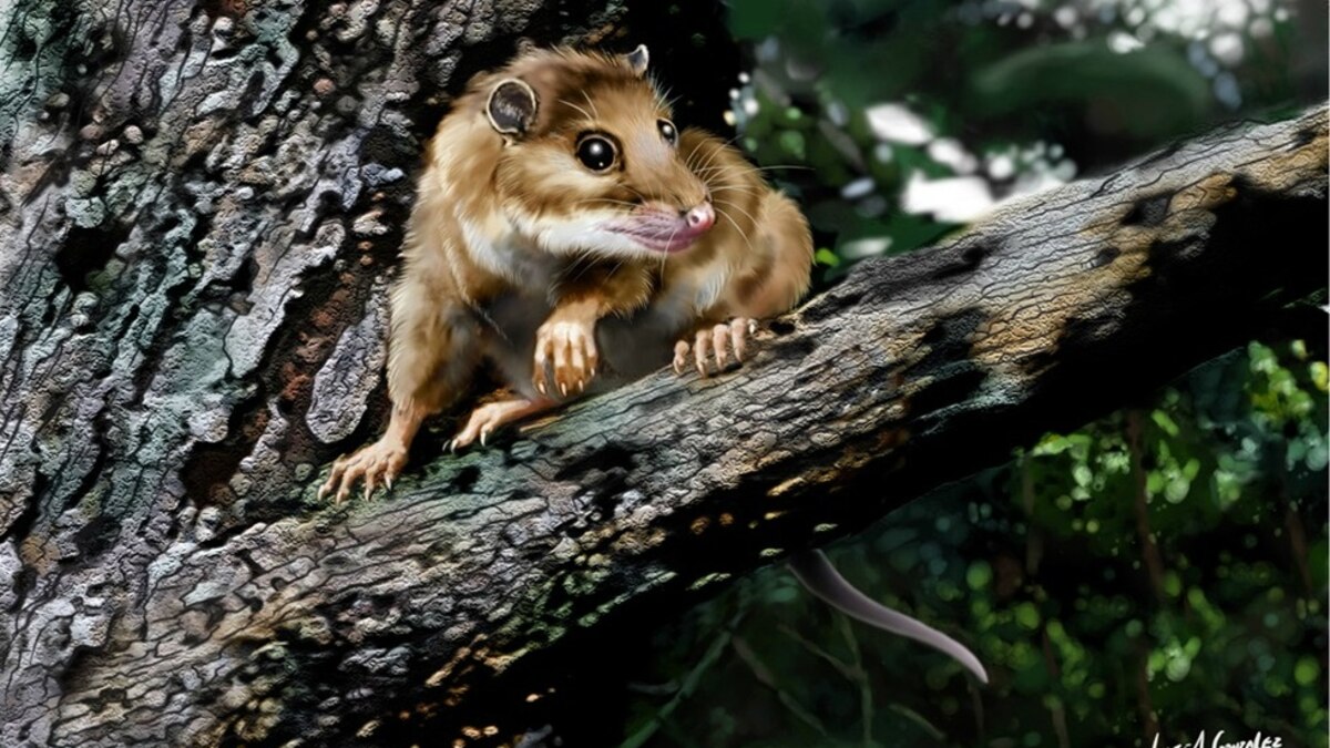 The Opossum’s Tale | National Geographic