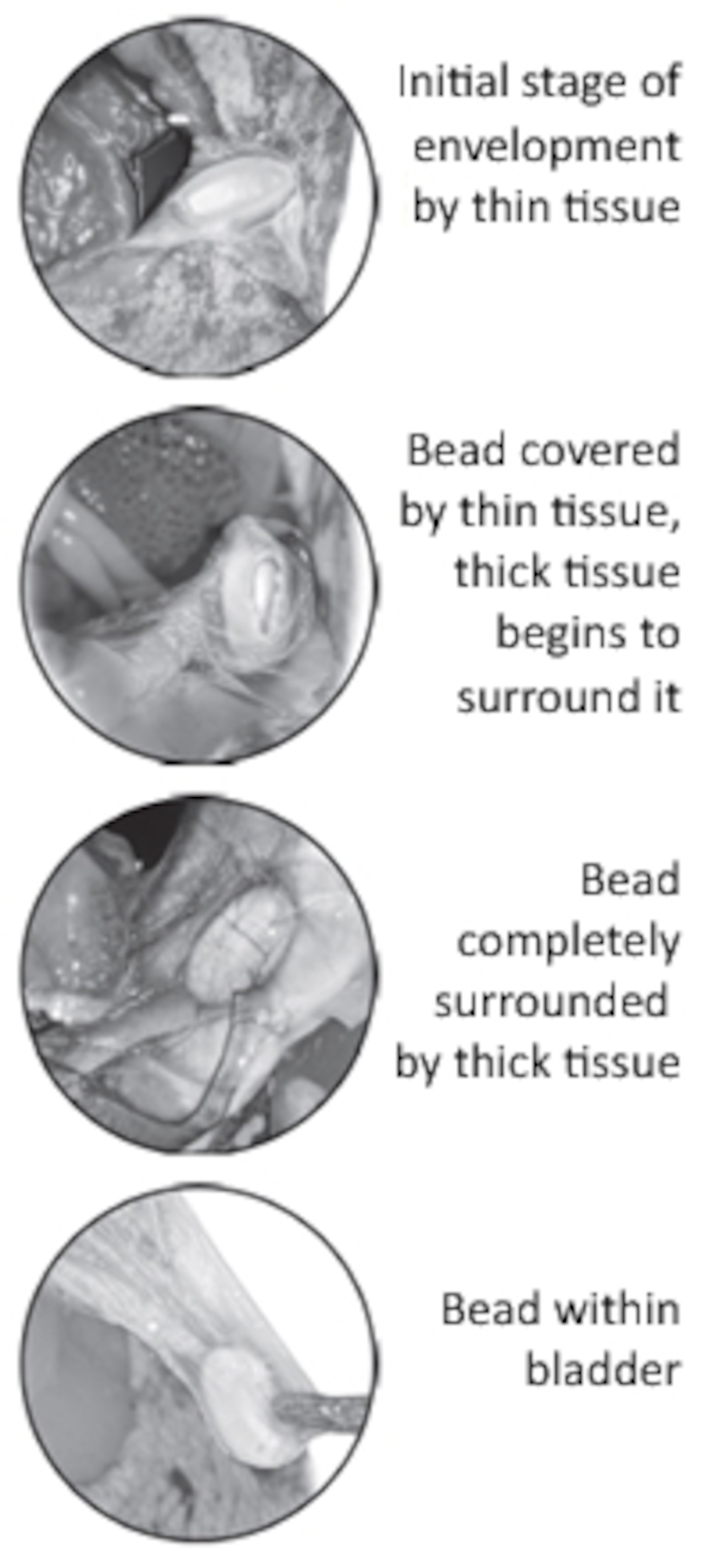 Frogs debug themselves by absorbing tracking devices into their ...