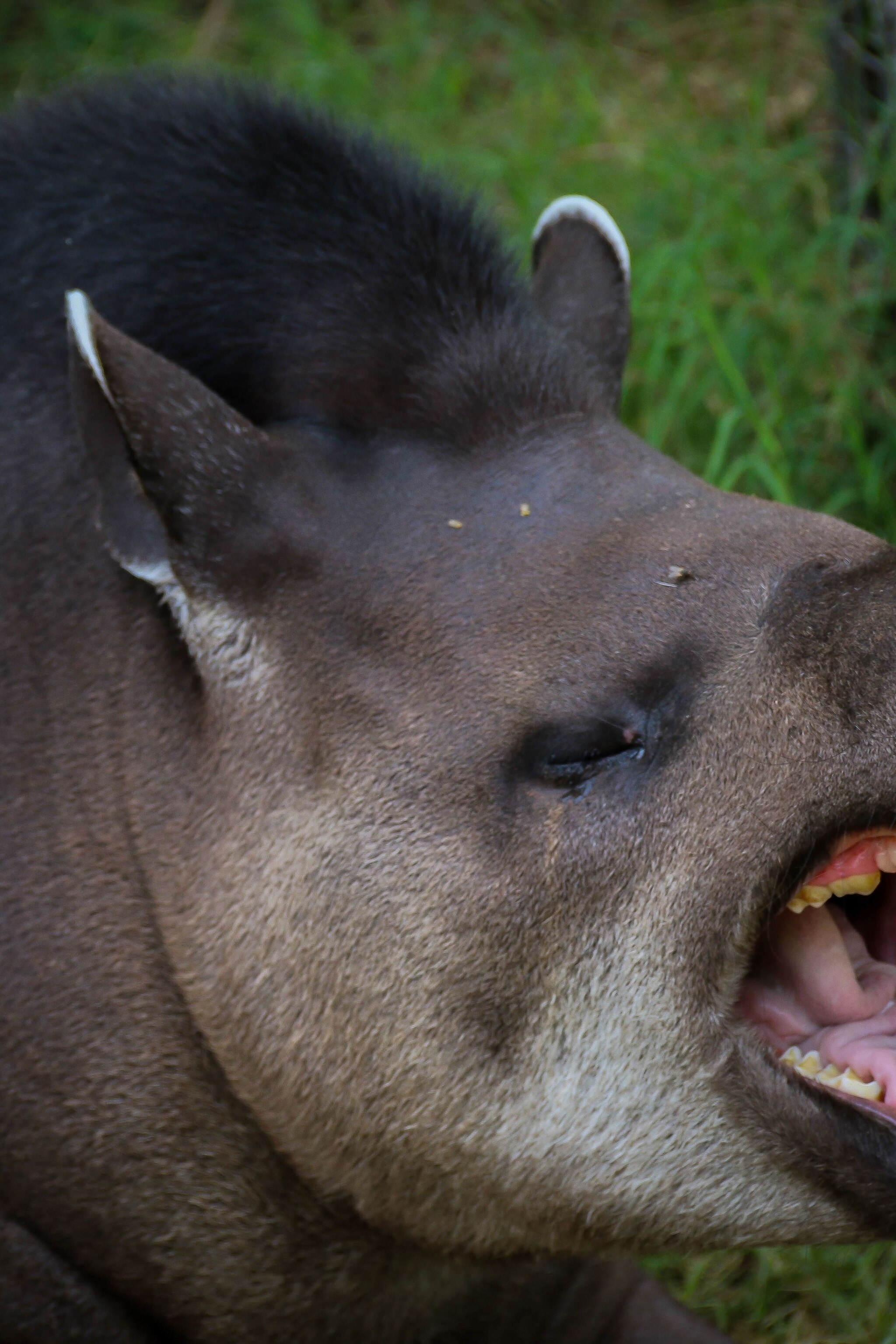 Tapir Smile