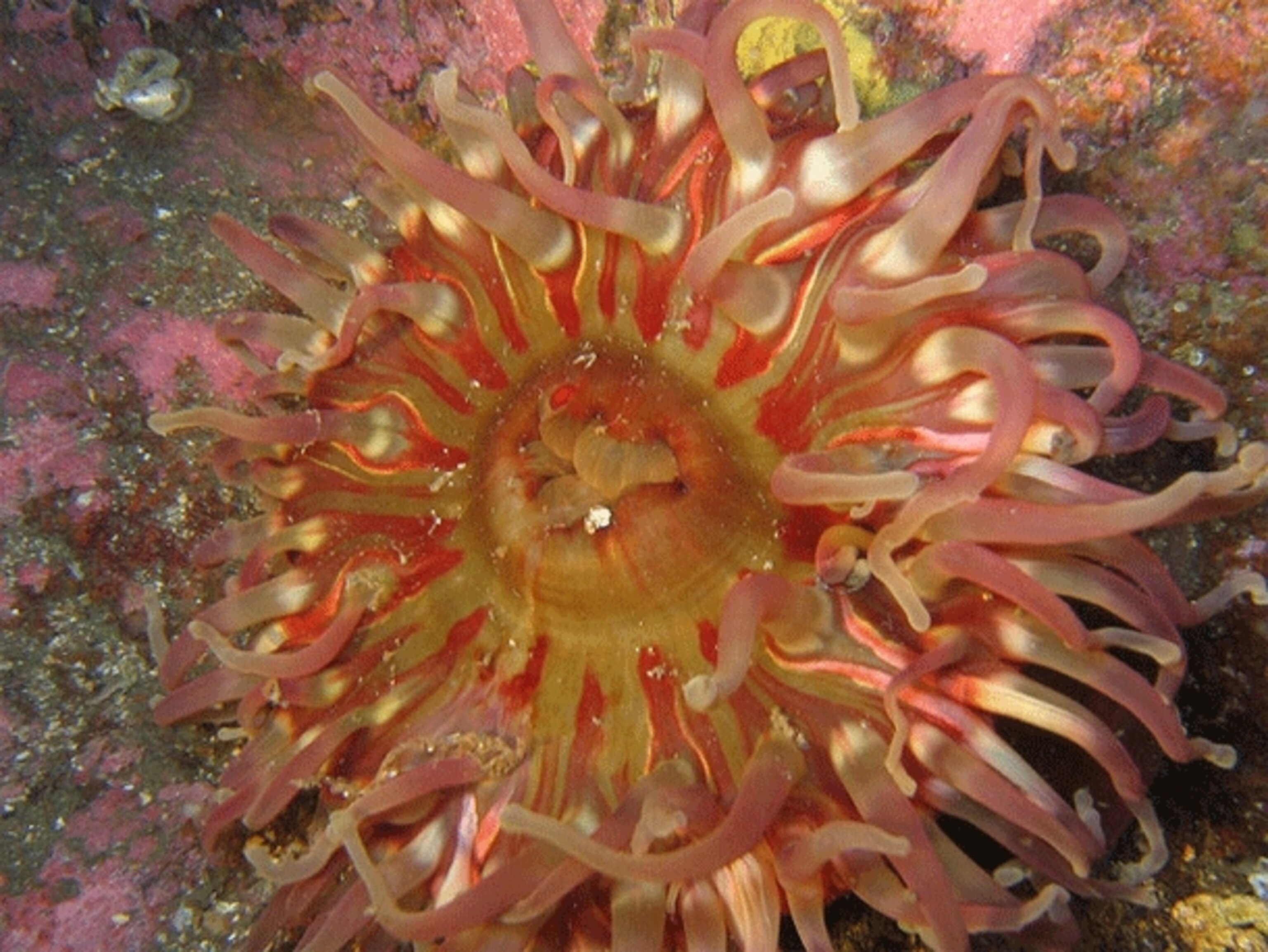 The many yous in you – what Lydia Fairchild has in common with a sponge ...