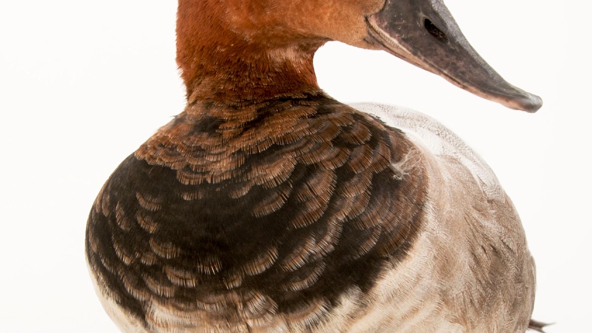 Canvasback | National Geographic | National Geographic