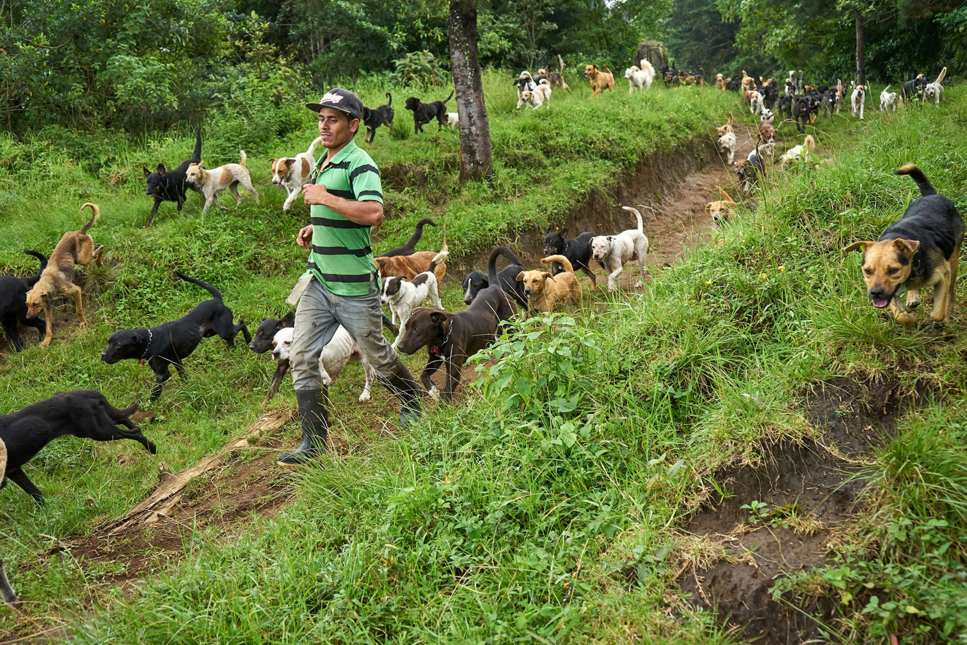 Animal Shelter in Costa Rica Home to 1,000 Stray Dogs