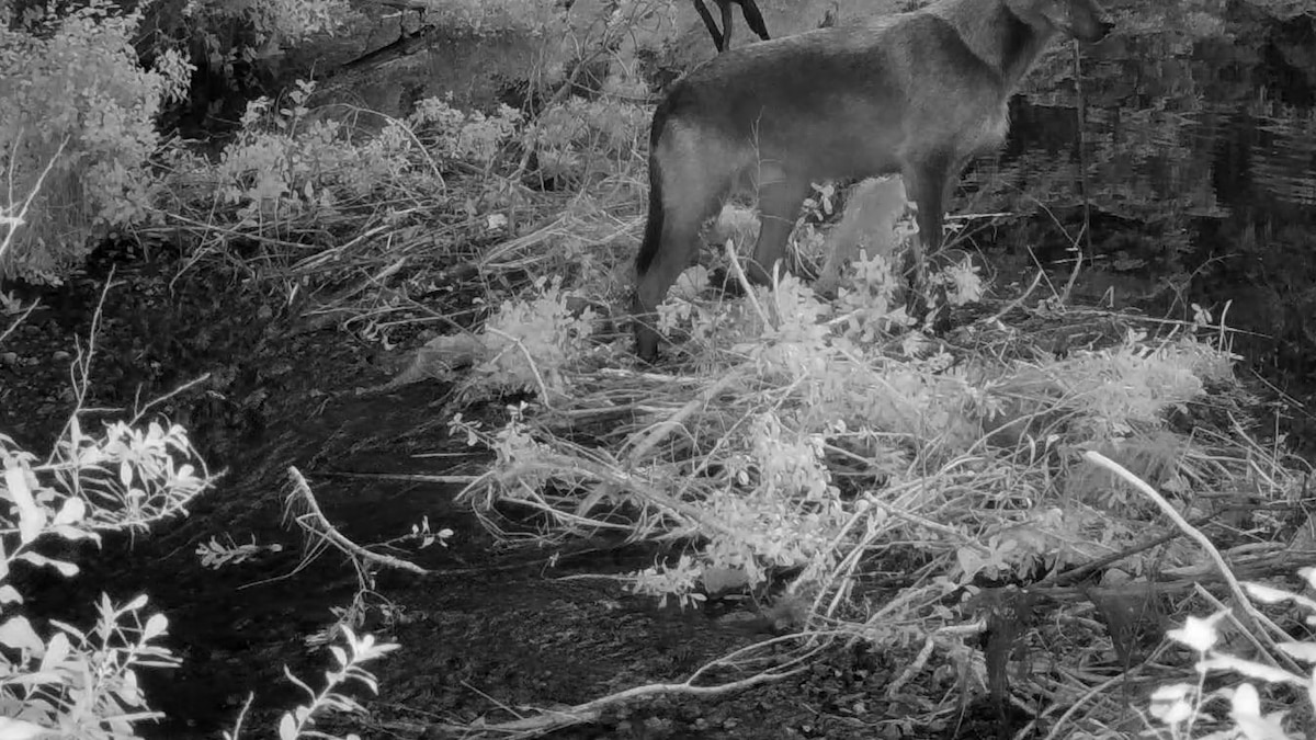 This might be the first recorded tool use by a wild wolf | National ...