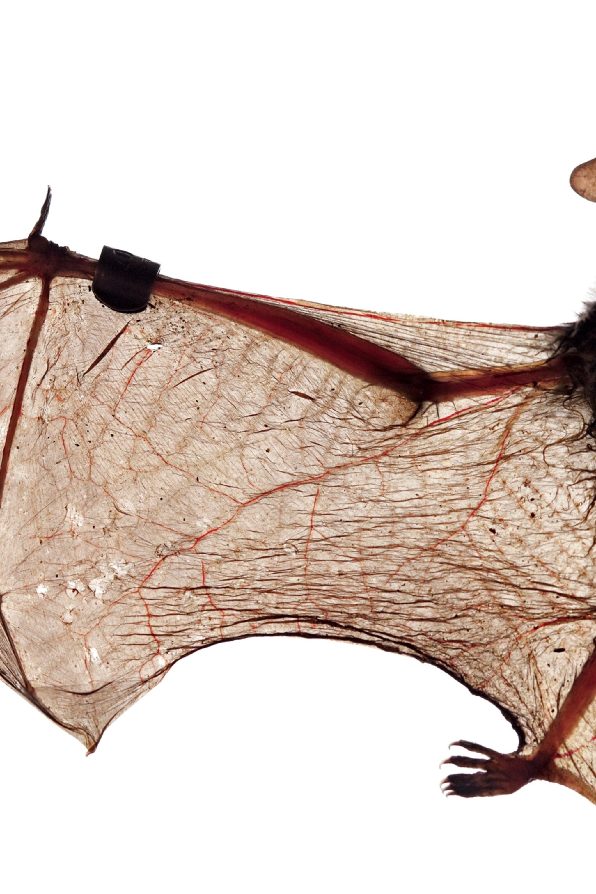 Real Bat Wings Close Up