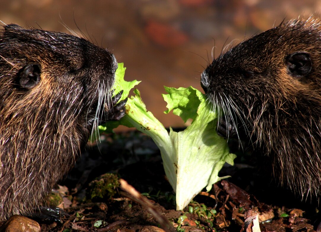 Nutria Recem Nascida Nutria Bebé Stock Photos, Royalty Free Nutria