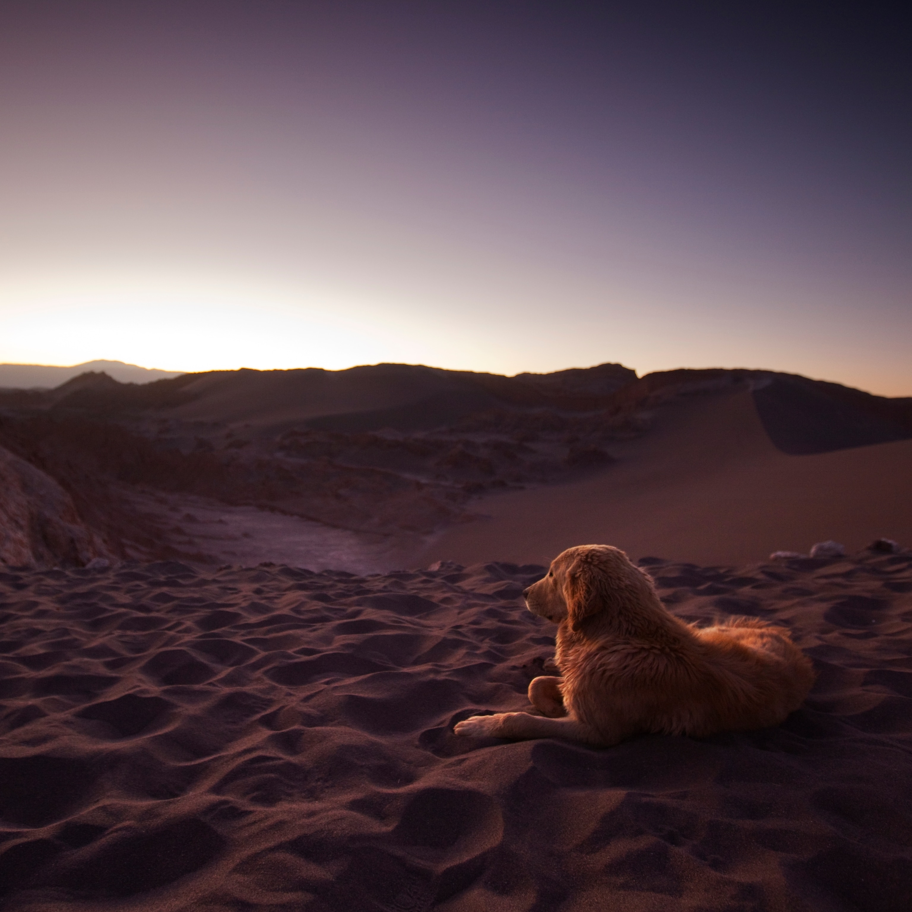 Thorny Devil, Satanic Gecko, and Other Demonic Creatures