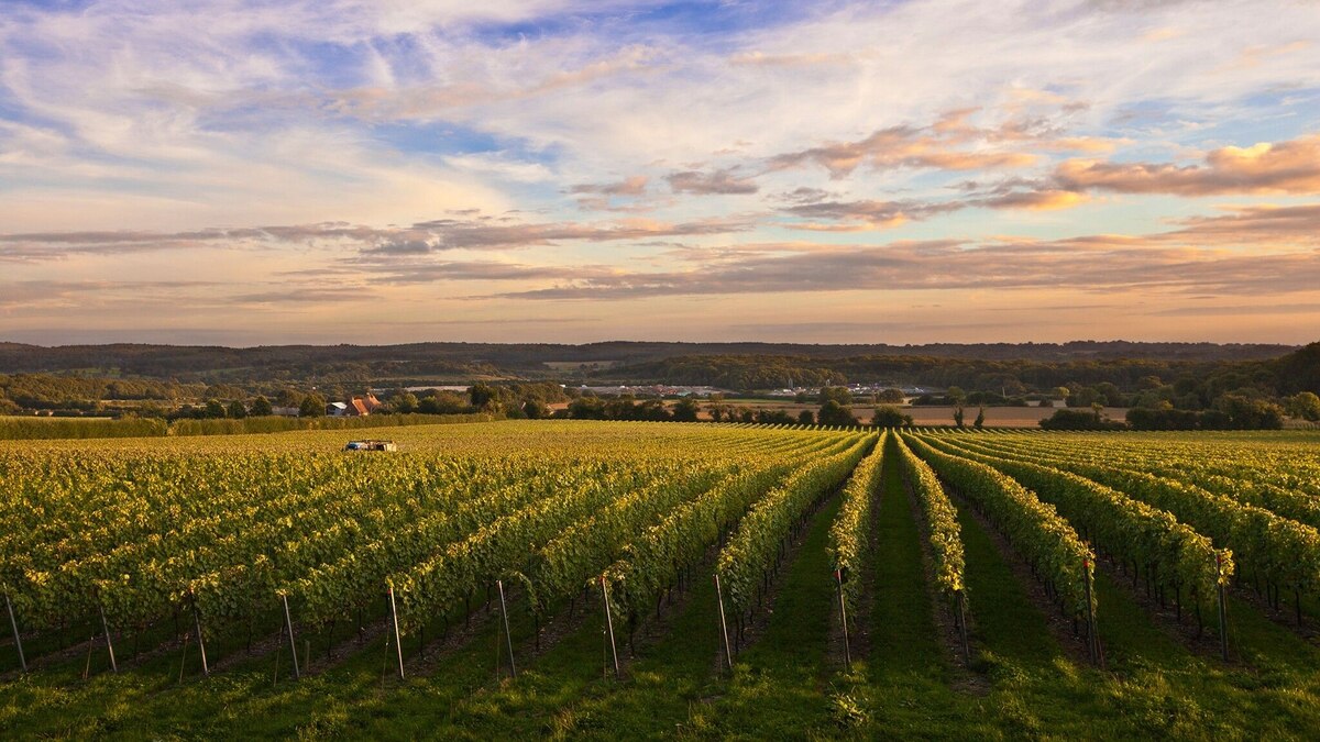 Five world-class English wines to try this summer | National Geographic