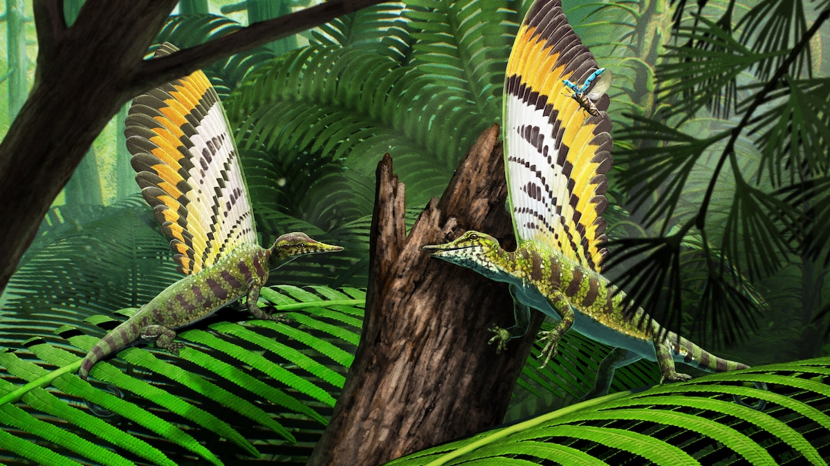 Is it a bird? A monkey? No, it's a 'miraculous' new prehistoric reptile ...