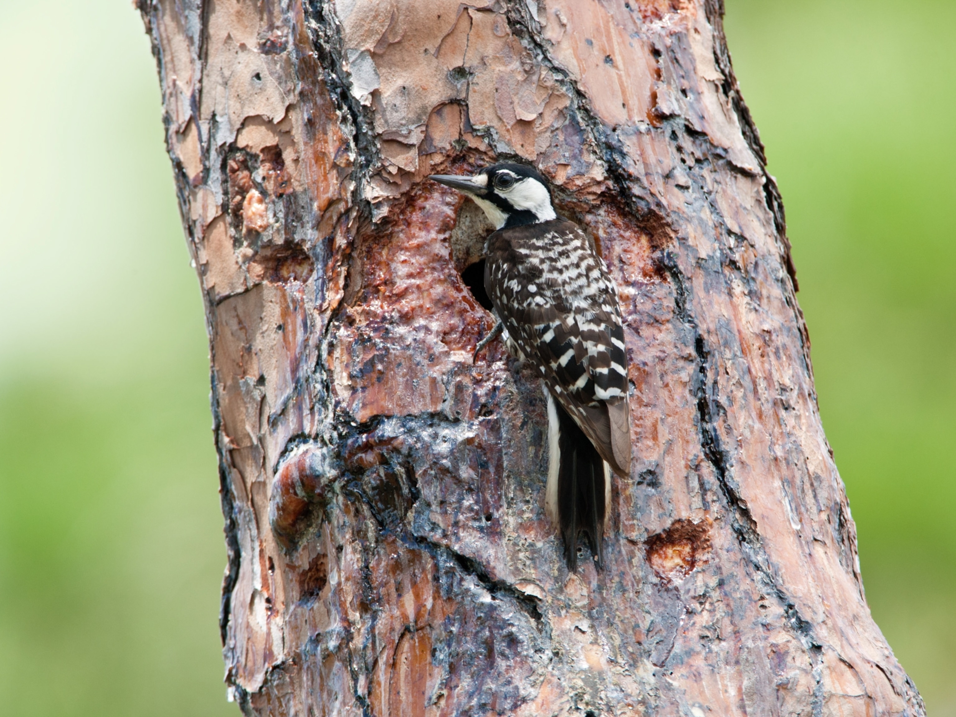 Red Cockaded Woodpecker