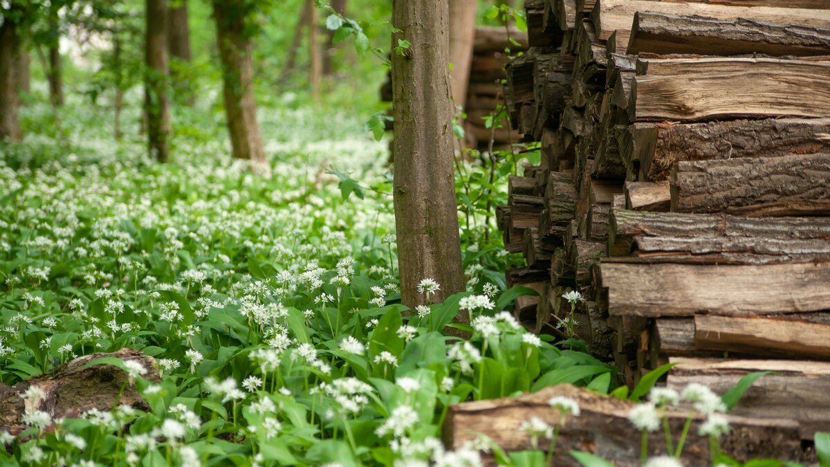 A year-round foraging calendar: what to pick and where in the UK ...