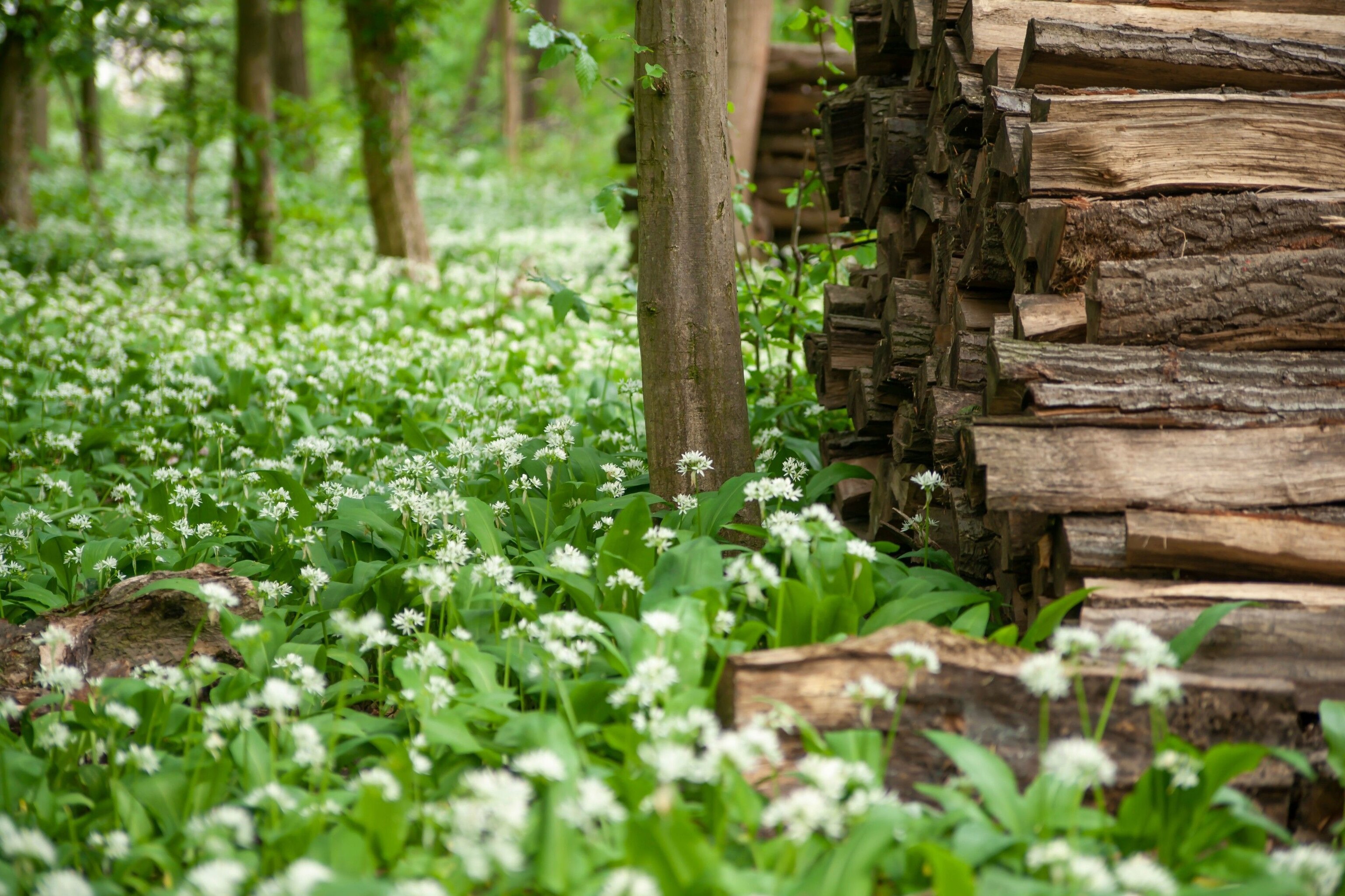 A year-round foraging calendar: what to pick and where in the UK