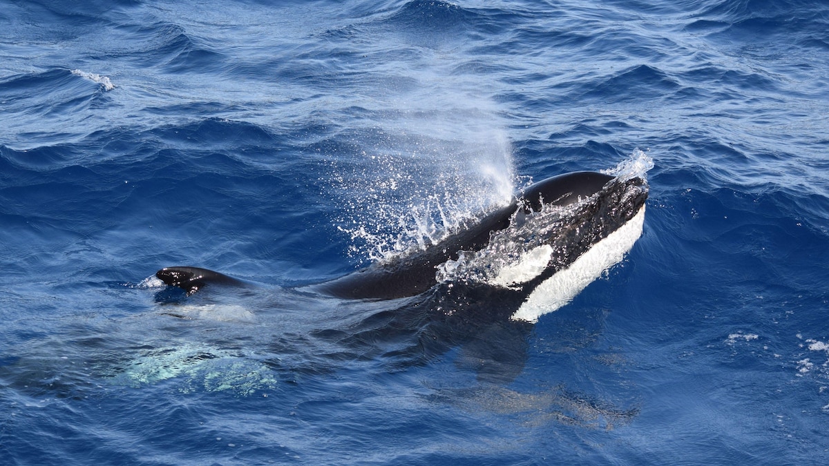 Watch how orcas sank yet another boat off the coast of Portugal ...