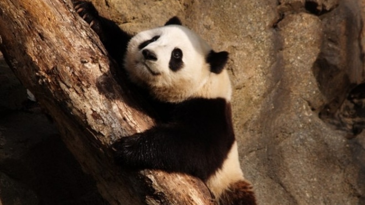 Repost – Bears and Bamboo: The Fossil Record of Giant Pandas | National ...