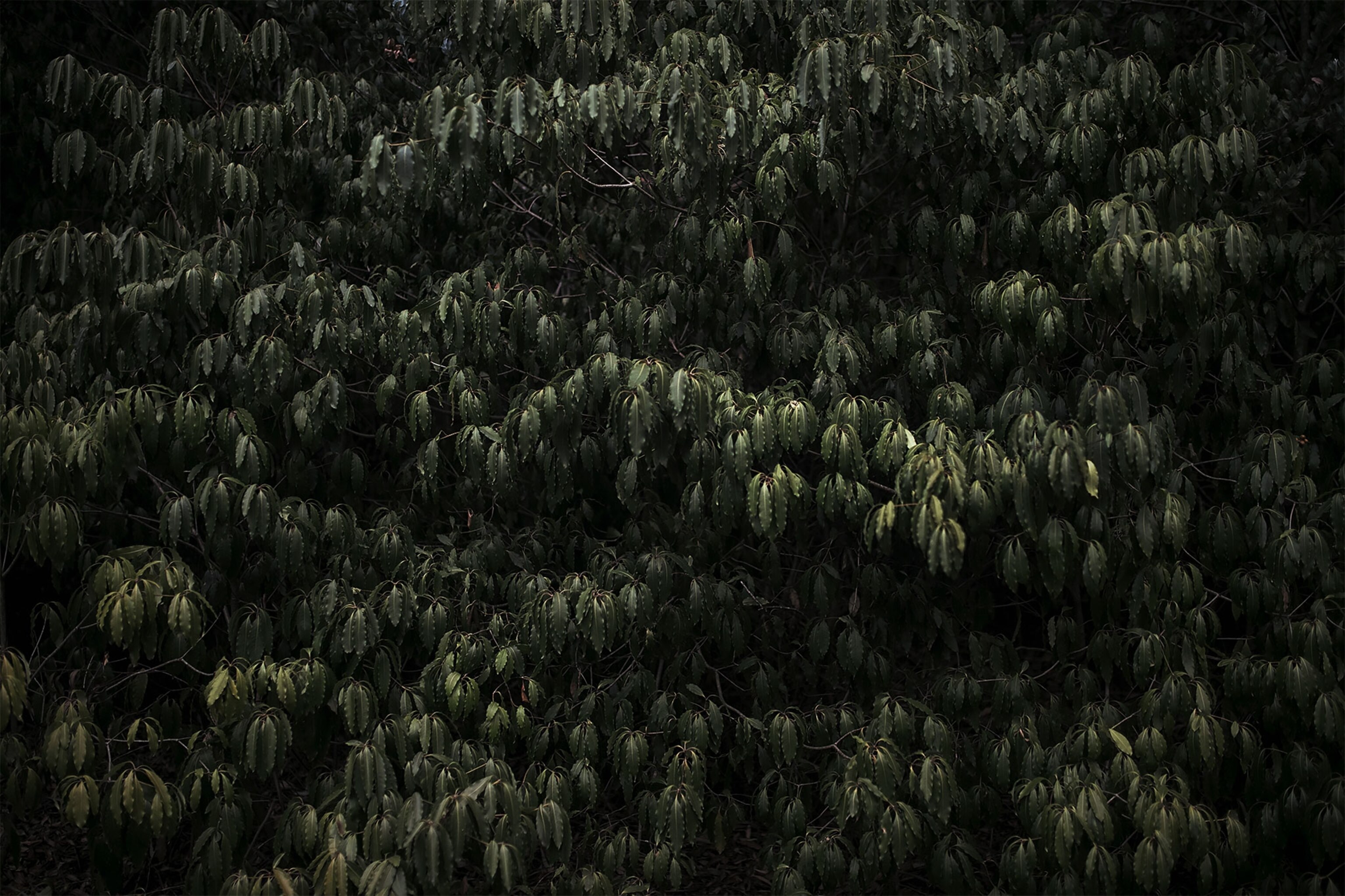 Forest bathing: what it is and where to do it