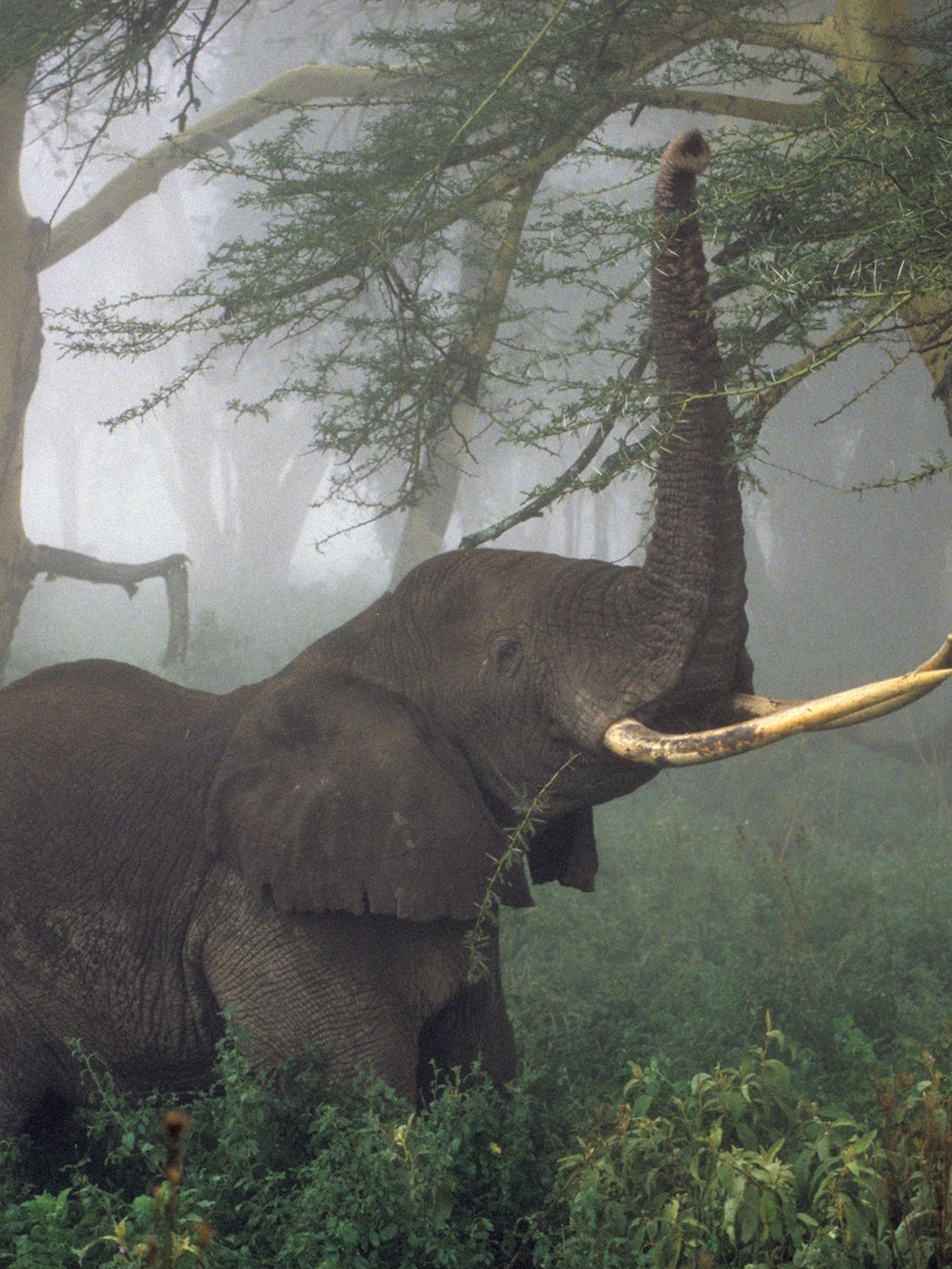Impossible Figures Elephant