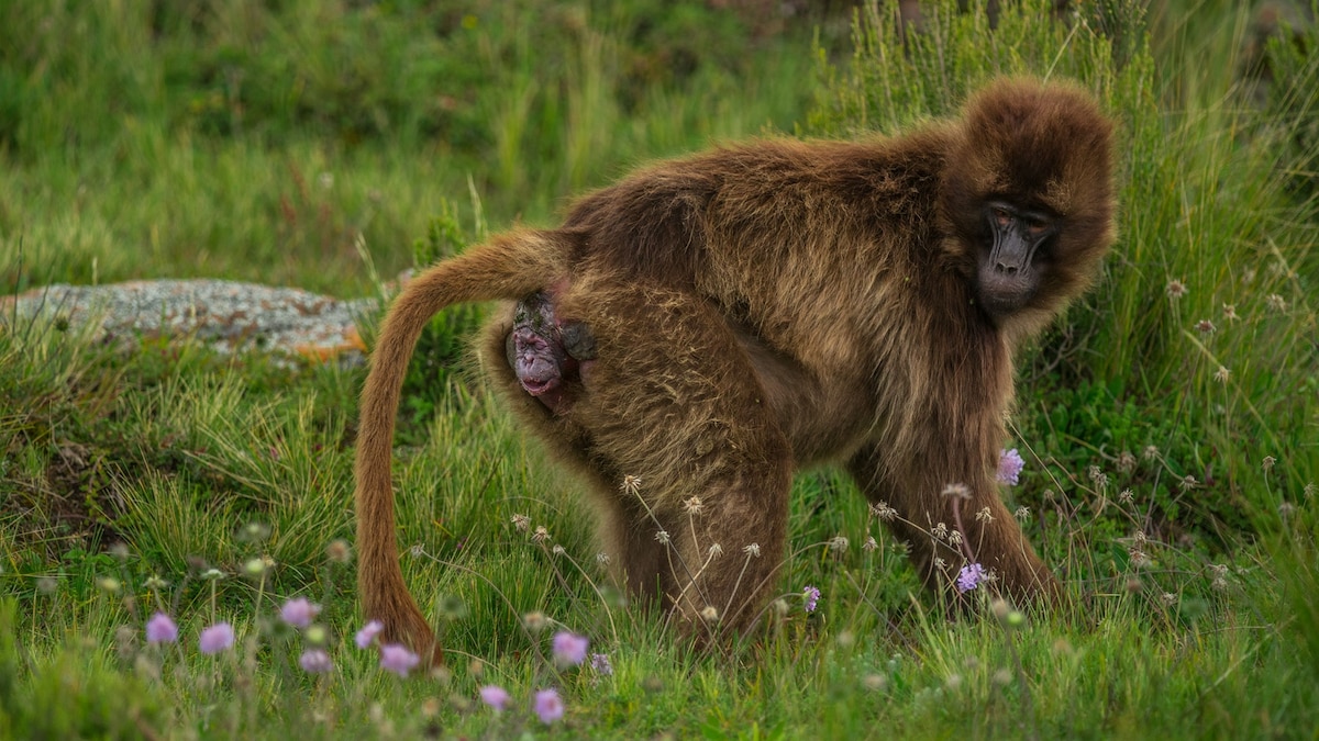 An Incredible Look at a Monkey Being Born | National Geographic