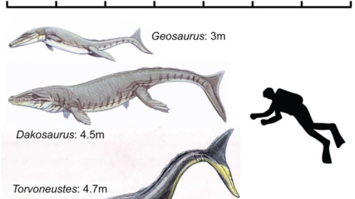 The Mystery of the Suction-Feeding Sea Croc | National Geographic