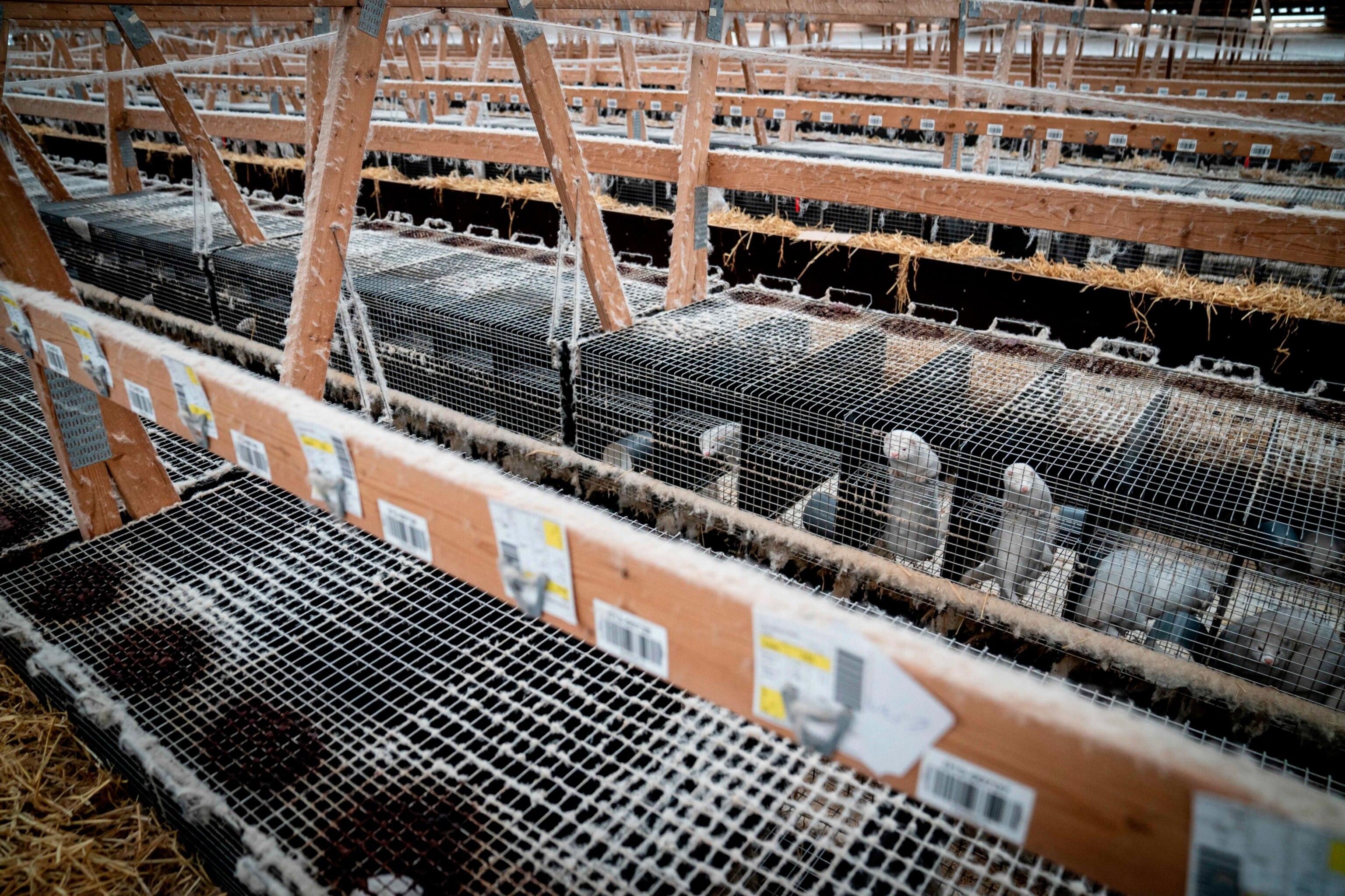 What the mink COVID-19 outbreaks taught us about pandemics