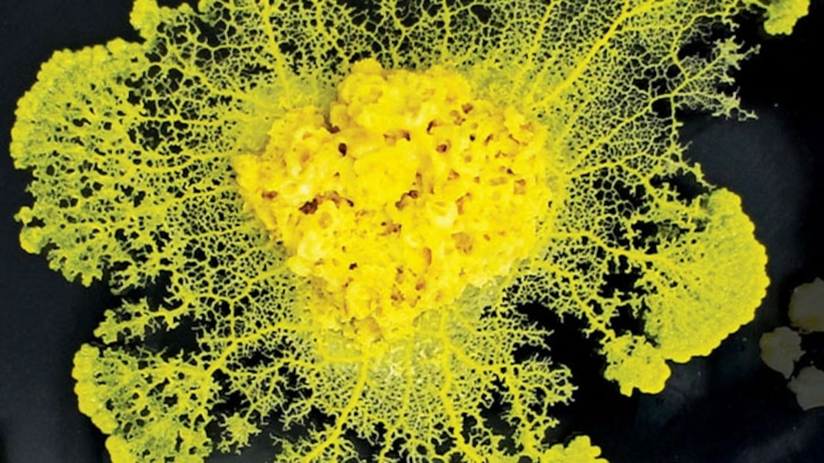 Slime mold can learn—and more breakthroughs | National Geographic