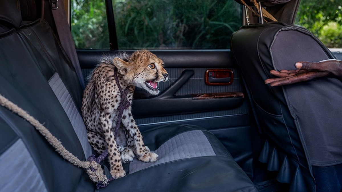 A photographer's journey to save cheetahs from trafficking | National ...