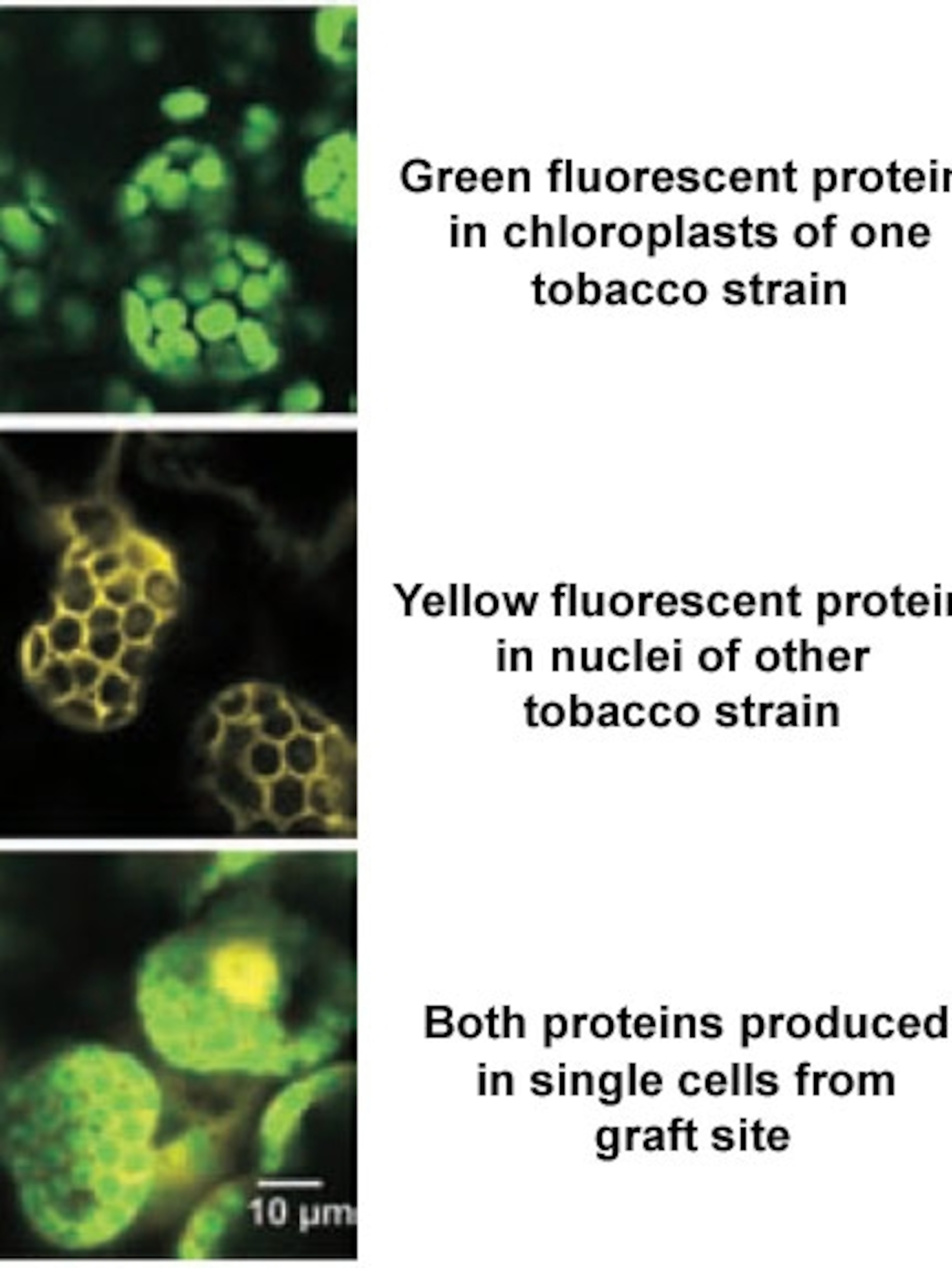 Unintentional genetic engineering – grafted plants trade genes