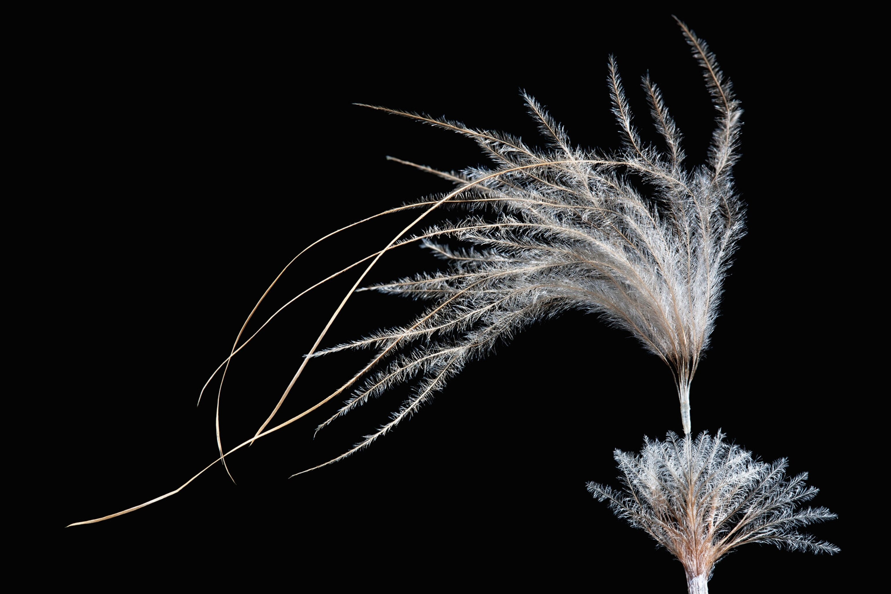 These Stunning Photos of Feathers Will Tickle Your Fancy