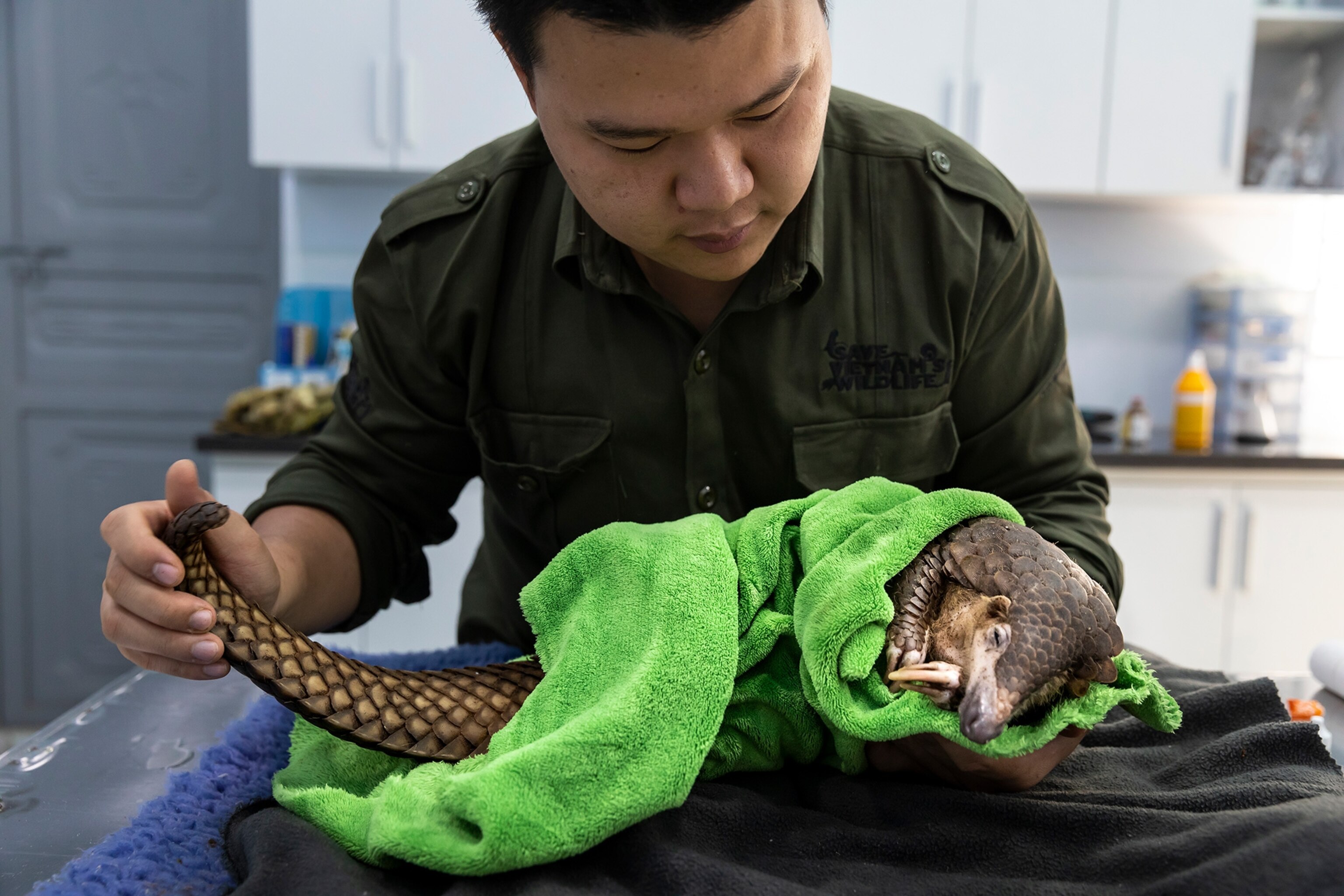 12 photos show the adorable pangolin in all its glory
