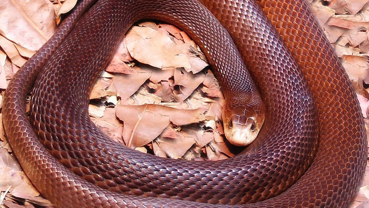 80-Year-Old Vintage Snake Venom Can Still Kill | National Geographic