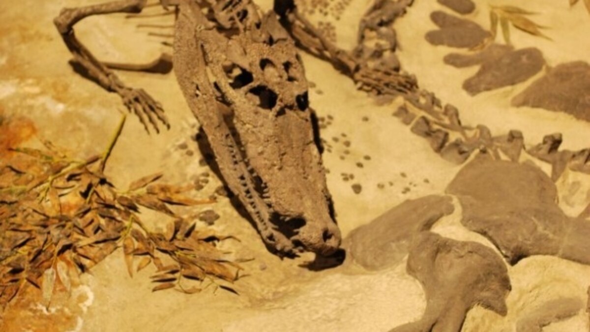 The Pelican’s Beak: Success and Evolutionary Stasis | National Geographic