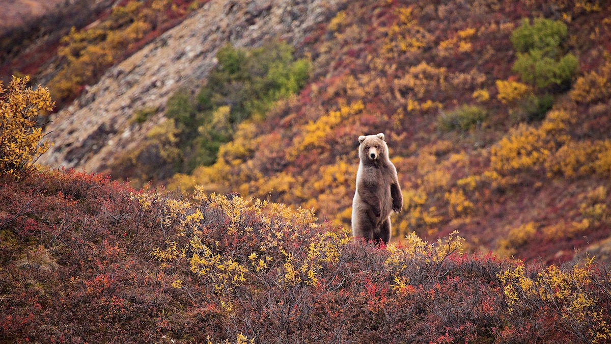 10 national parks that have the best fall foliage | National Geographic