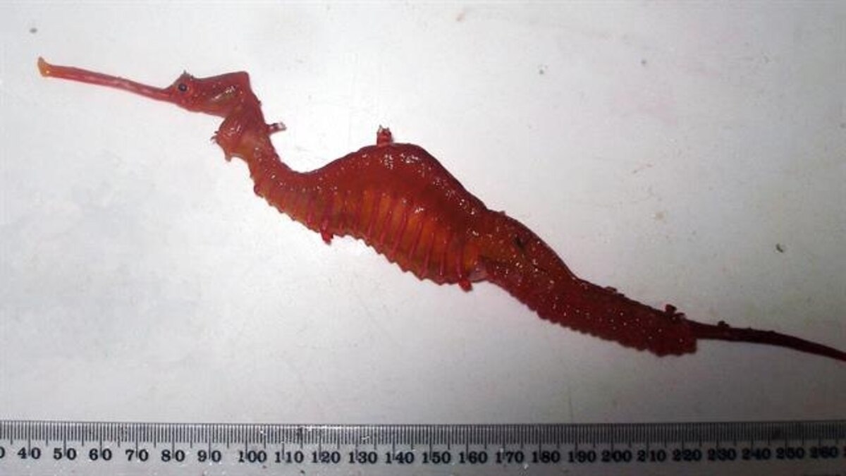 Rare Ruby Seadragon Caught on Video for First Time | National Geographic