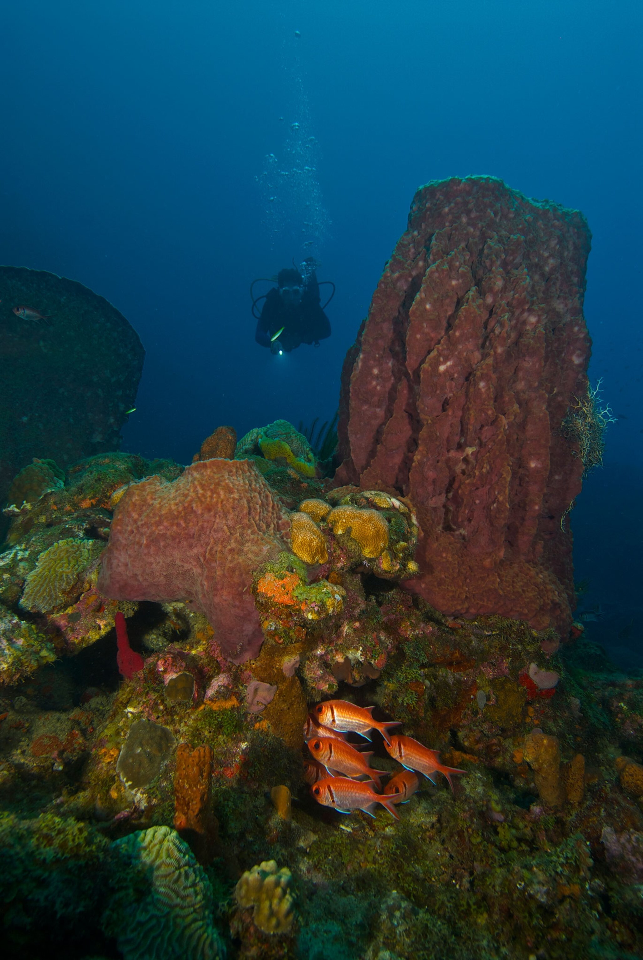 Meet the Animal That Lives for 11,000 Years | National Geographic